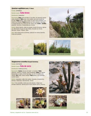 Plantas de ica | PDF