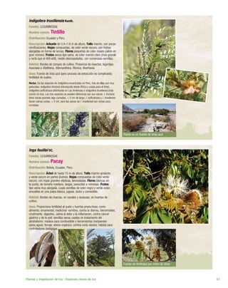 Plantas de ica_peru | PDF