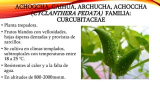 Plantas del ecuador | PPTX