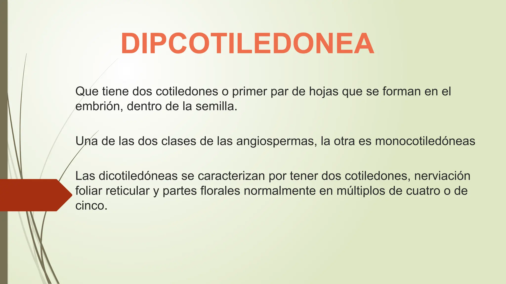 Plantas Dicotiledoneas
