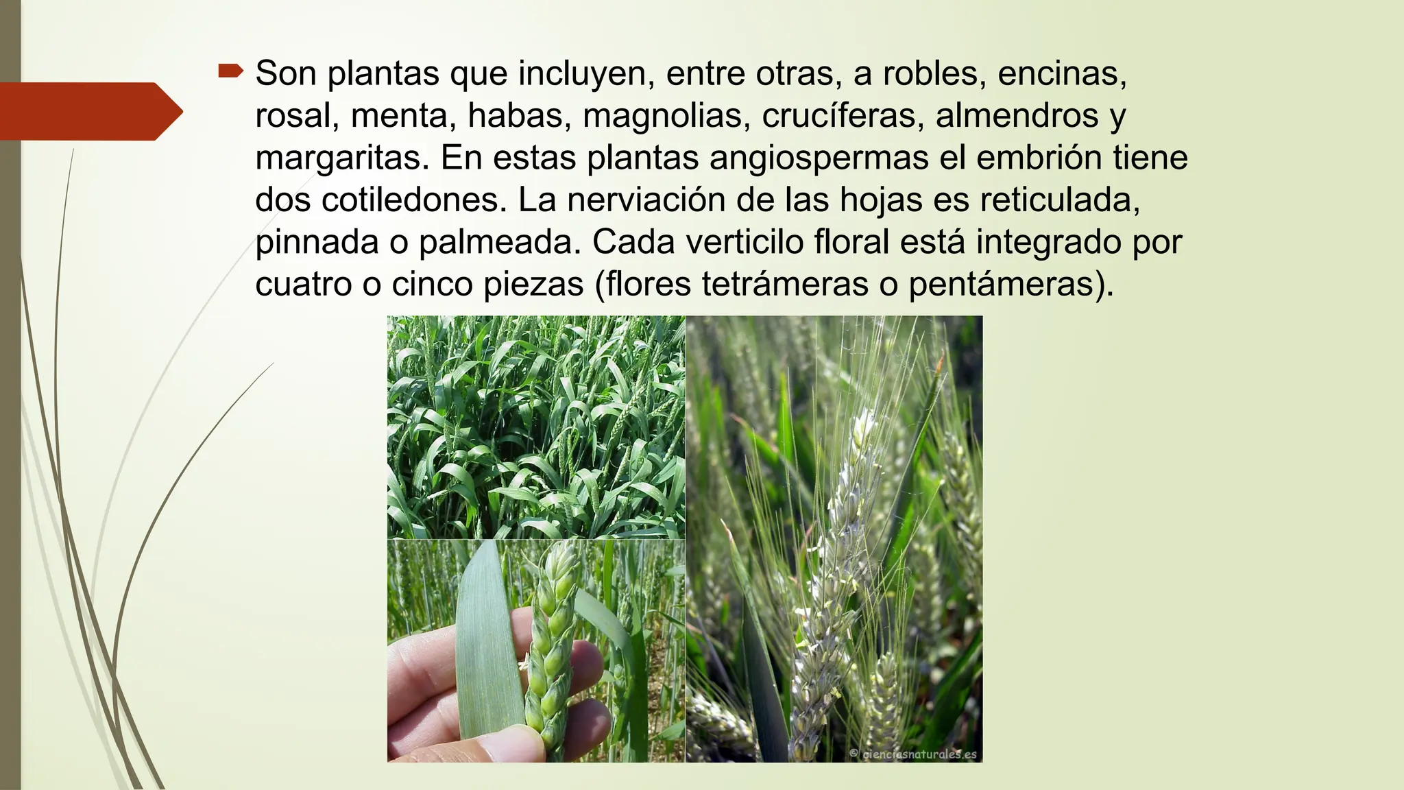 Plantas Dicotiledoneas