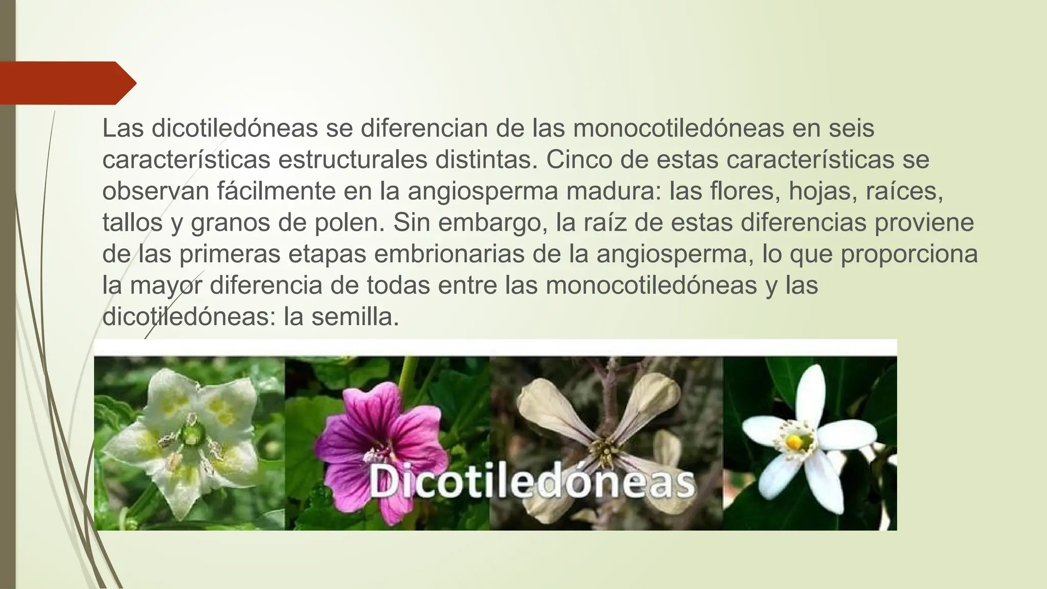 Plantas Dicotiledoneas