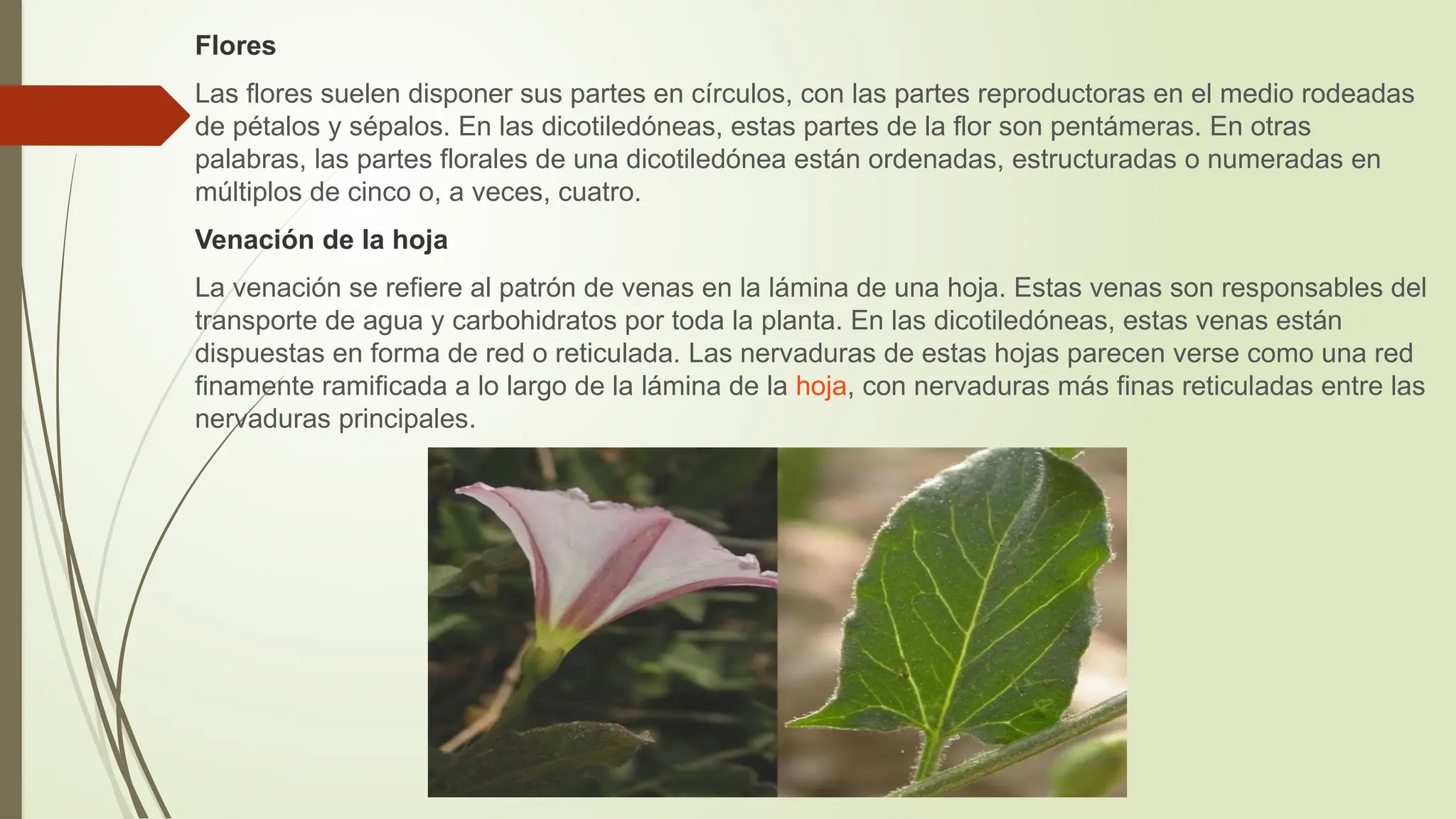 Plantas Dicotiledoneas