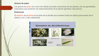 1 QUE SON LAS PLANTAS DICOTILEDONEAS.pptx