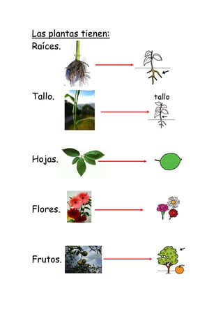 Plantas fichas | PDF