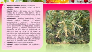 Plantas fitorremediadoras e hiperacumuladoras | PDF