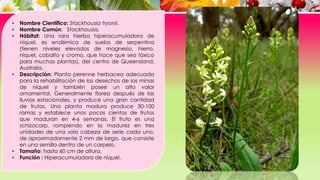 Plantas fitorremediadoras e hiperacumuladoras | PDF