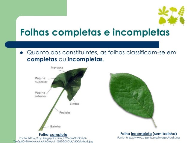 Planta: folha