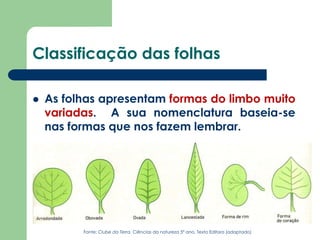 Classificação das folhas