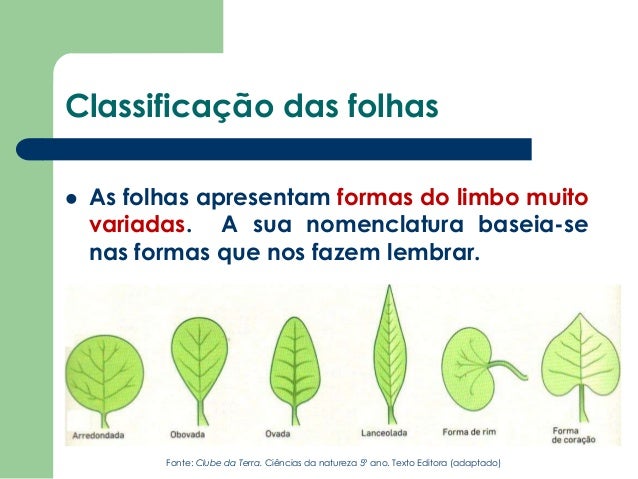 Classificação das folhas