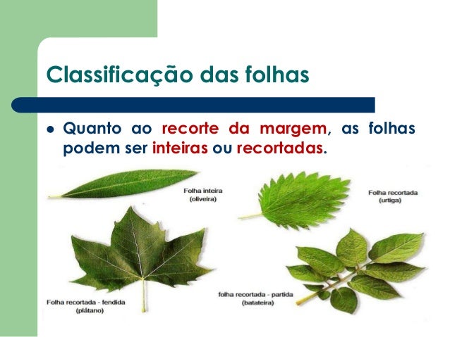 Classificação das folhas