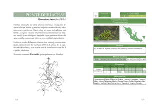Plantas indicadoras de humedales | PDF