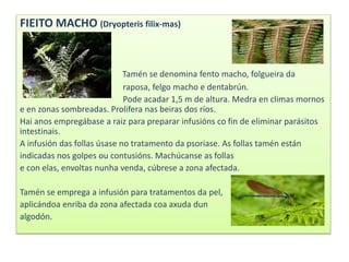 Plantas medicinais | PDF