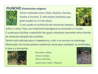 Plantas medicinais | PDF