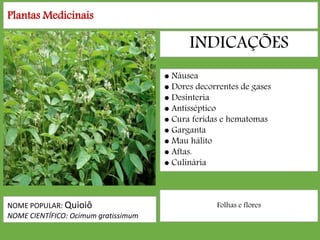 Plantas medicinais | PDF