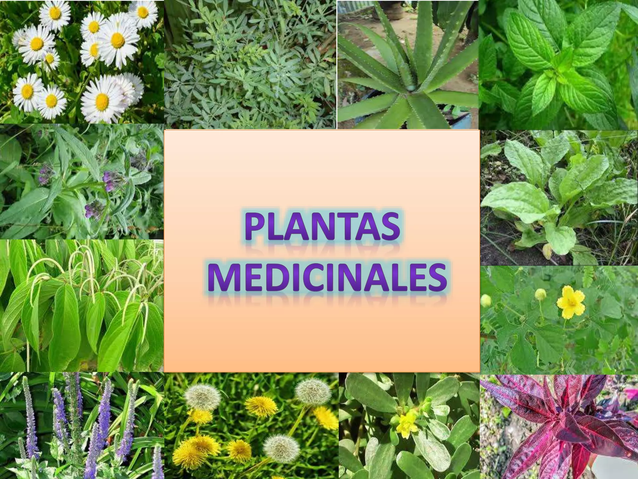 Plantas medicinales por Verónica Tigse y Jacqueline Jácome | PPTX ...