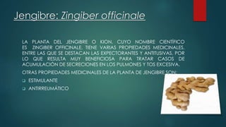 Plantas medicinales | PPTX