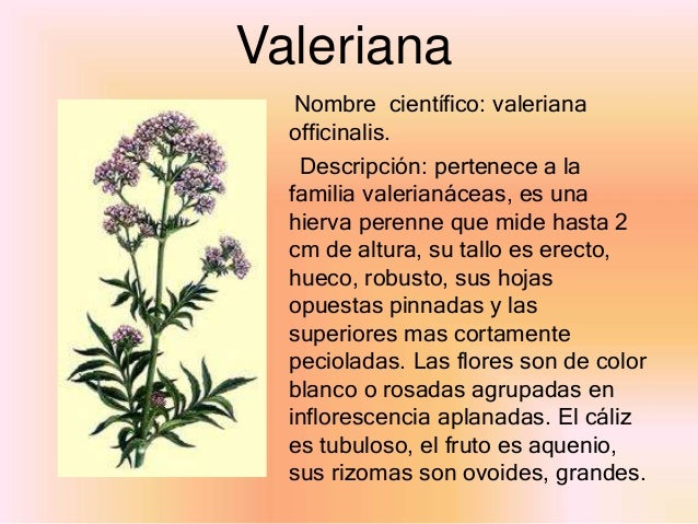 Nombres De Plantas Medicinales Y Sus Usos Plantas Medicinales Su