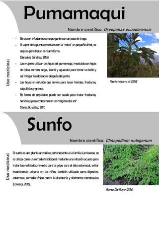 Plantas medicinales | PDF