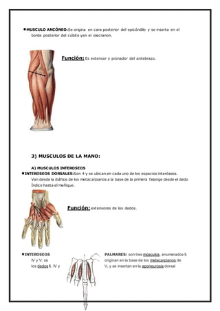 MÚSCULOS DEL MIEMBRO SUPERIOR y INFERIORES | DOCX