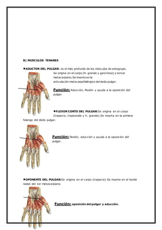 MÚSCULOS DEL MIEMBRO SUPERIOR y INFERIORES | DOCX