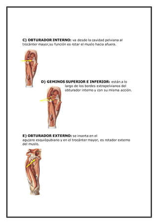 MÚSCULOS DEL MIEMBRO SUPERIOR y INFERIORES | DOCX
