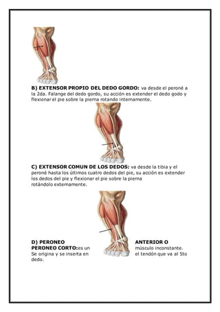 MÚSCULOS DEL MIEMBRO SUPERIOR y INFERIORES | DOCX
