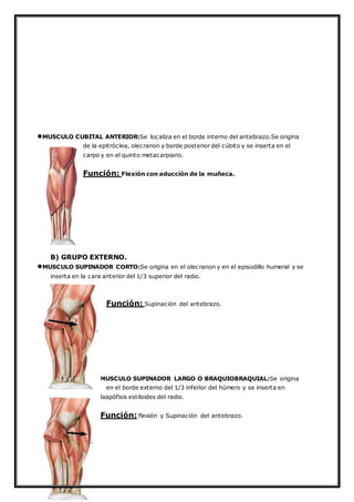 MÚSCULOS DEL MIEMBRO SUPERIOR y INFERIORES | DOCX