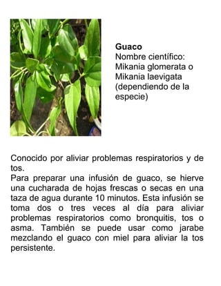 PLANTAS MEDICINALES CON IMAGEN, NOMBRE CIENTIFICO, PREPARACION Y FORMA ...