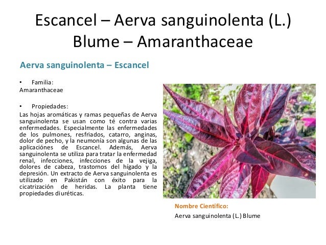 Plantas medicinales del ecuador