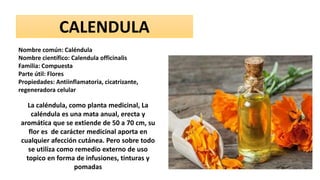 Plantas medicinales para afecciones de la piel jacky | PPTX
