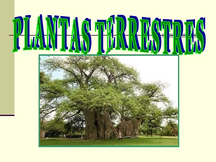 Plantas terrestres - Imagui