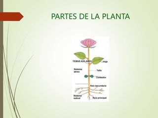 PLANTAS POWER POINT.ppt