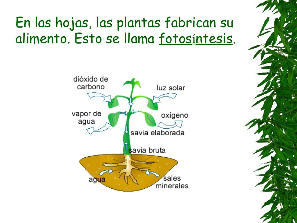 Plantas ppt