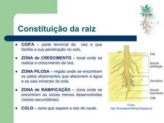 Plantas: Raiz | PPTX
