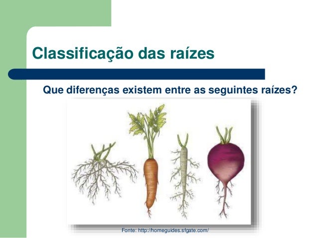 Classificação das raízes, quanto à forma