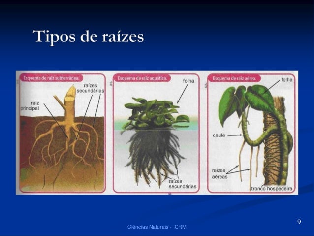 Plantas órgãos vegetais prof Ivanise Meyer
