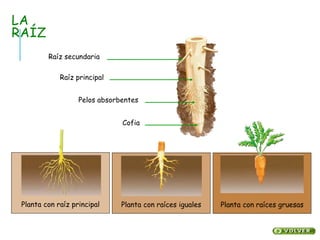 Plantas santillana | PPTX