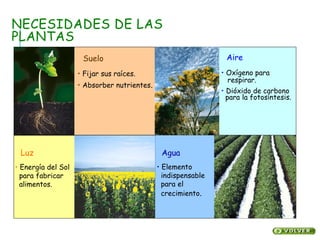 Plantas santillana | PPTX