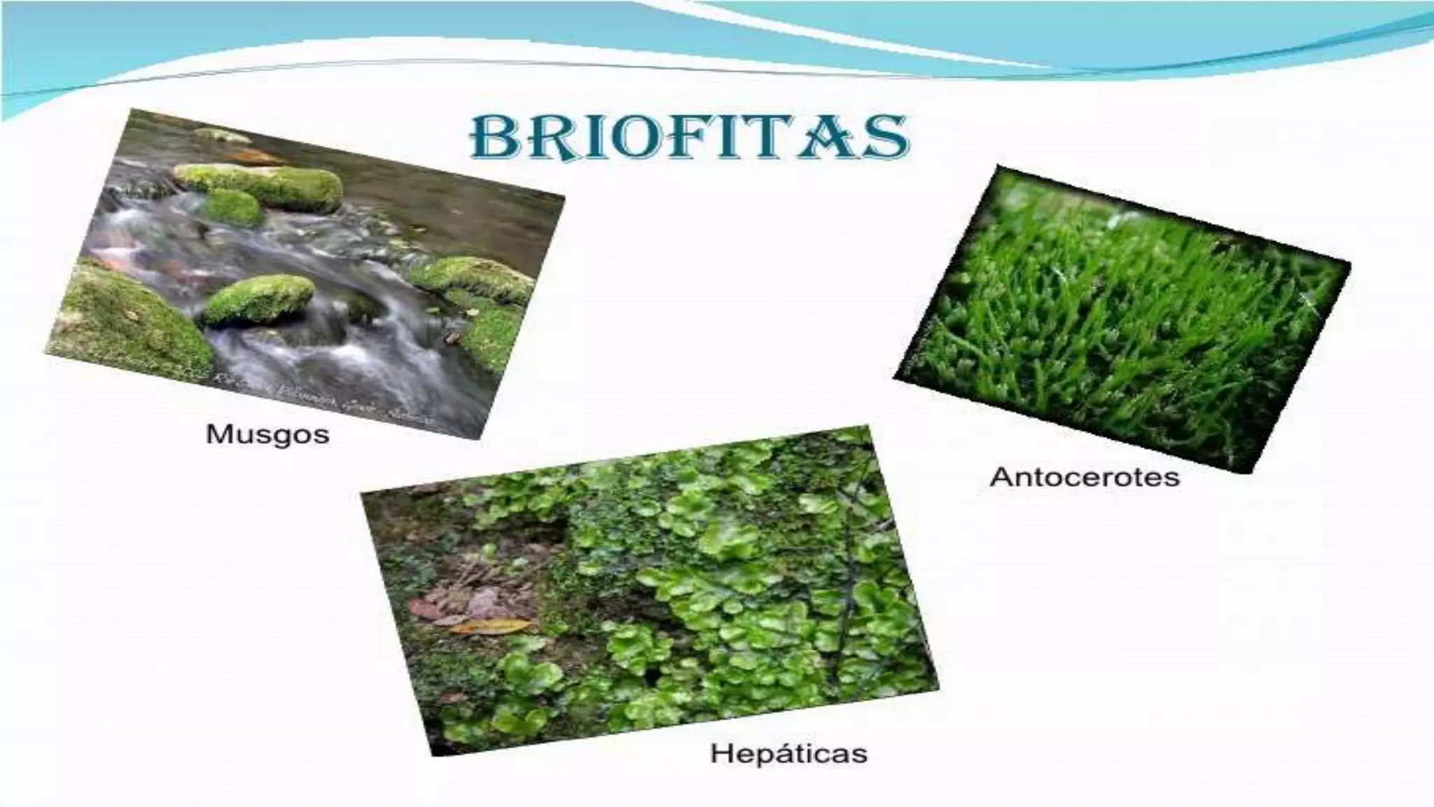 Plantas sin semilla | PPTX