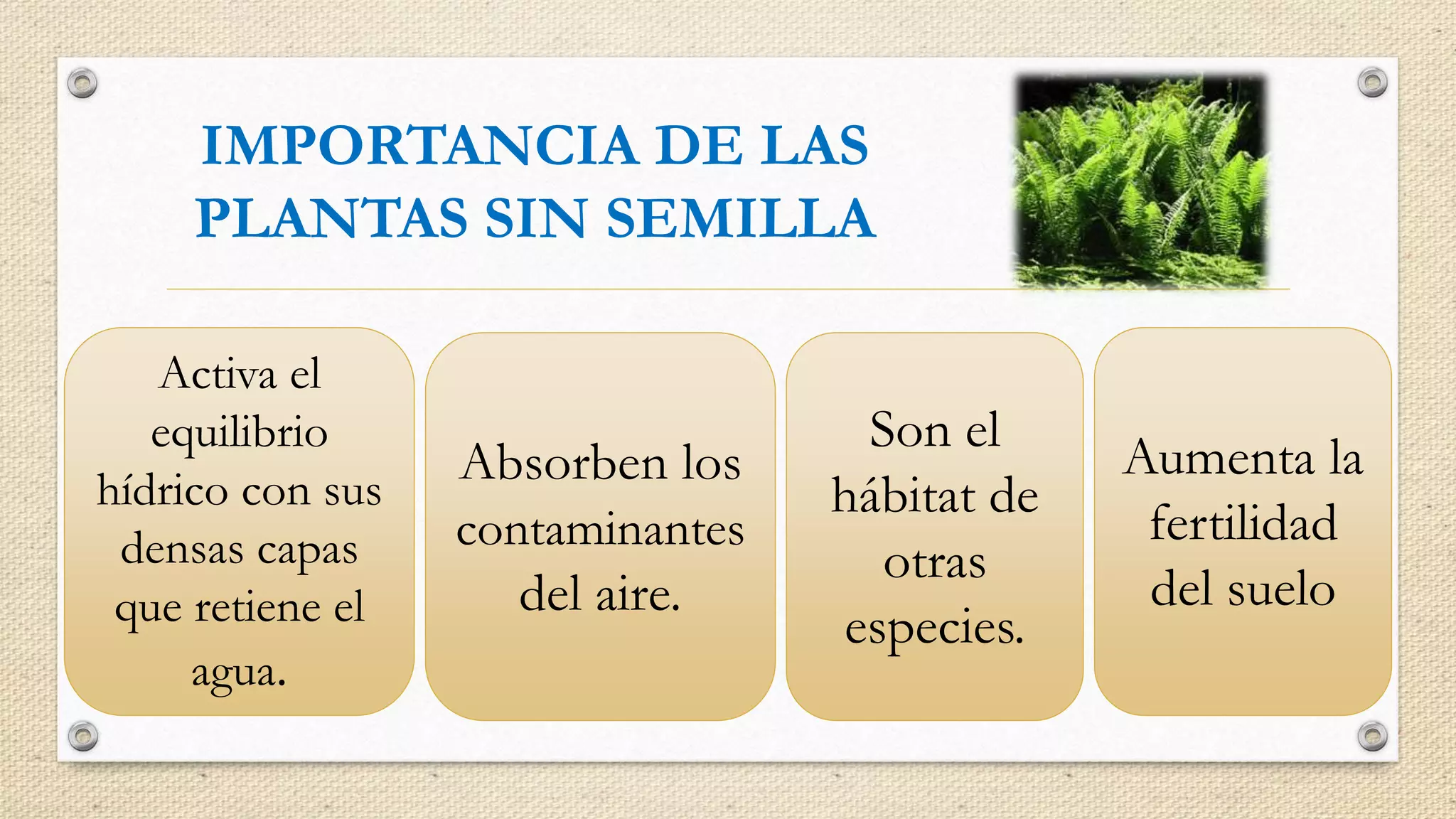 PLANTAS SIN SEMILLA.pptx