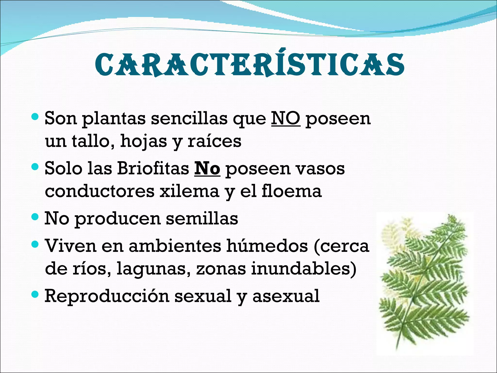 Plantas sin semilla 1 | PPT