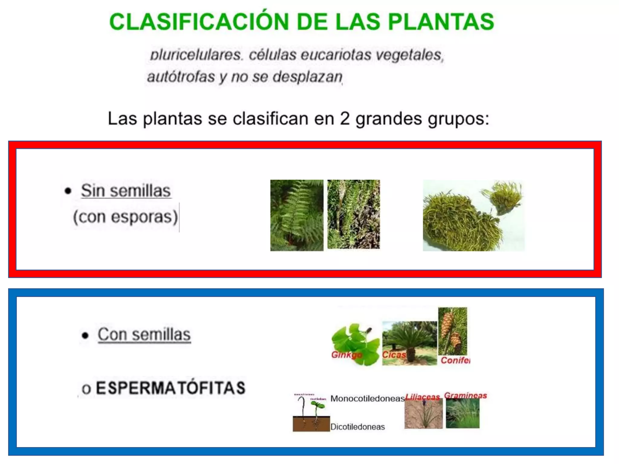Plantas sin semillas | PPTX