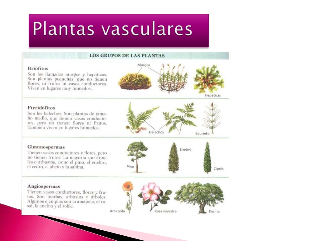 Plantas vasculares (1)
