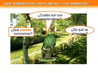 Plantas Y Animales | PPT