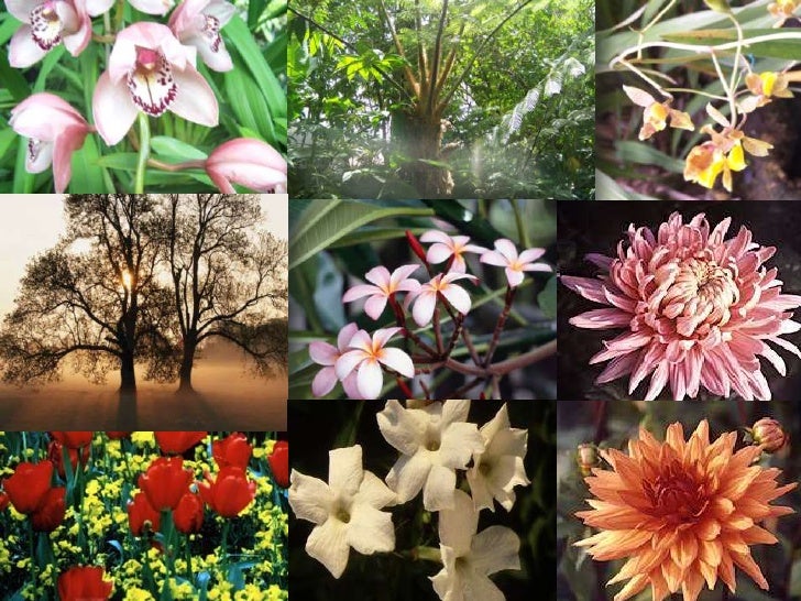 Hojas Plantas Animales