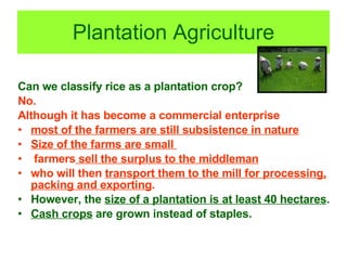 Plantation Agriculture | PPT