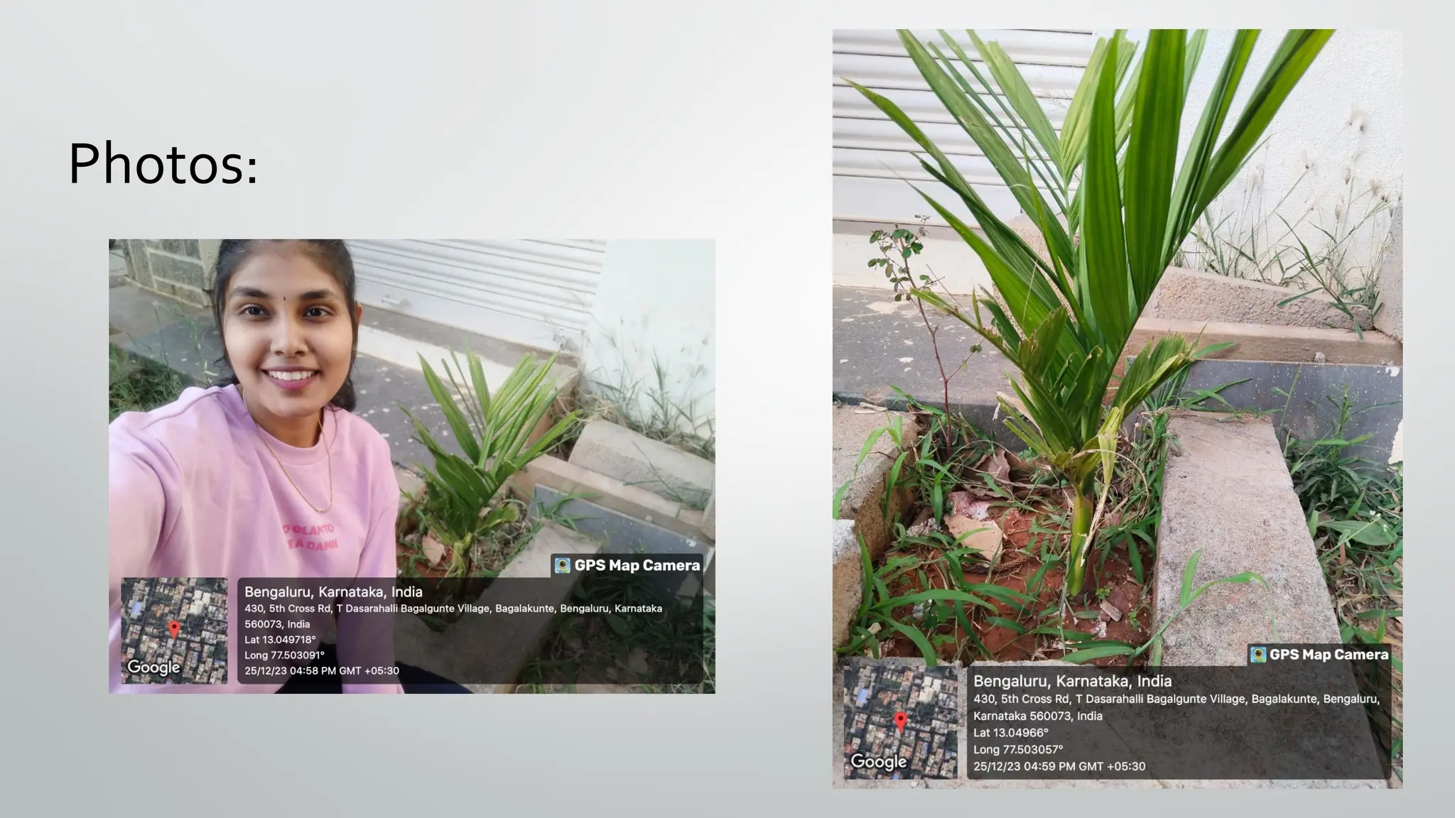 PLANTATION AND ADAPTATION OF ARECA NUT TREE.pdf