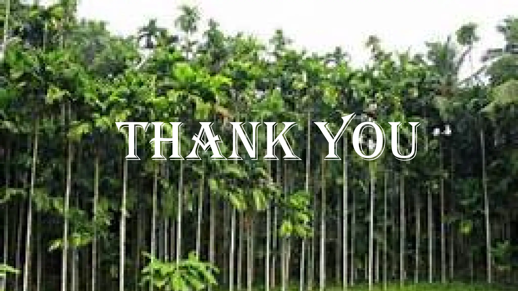 PLANTATION AND ADAPTATION OF ARECA NUT TREE.pdf