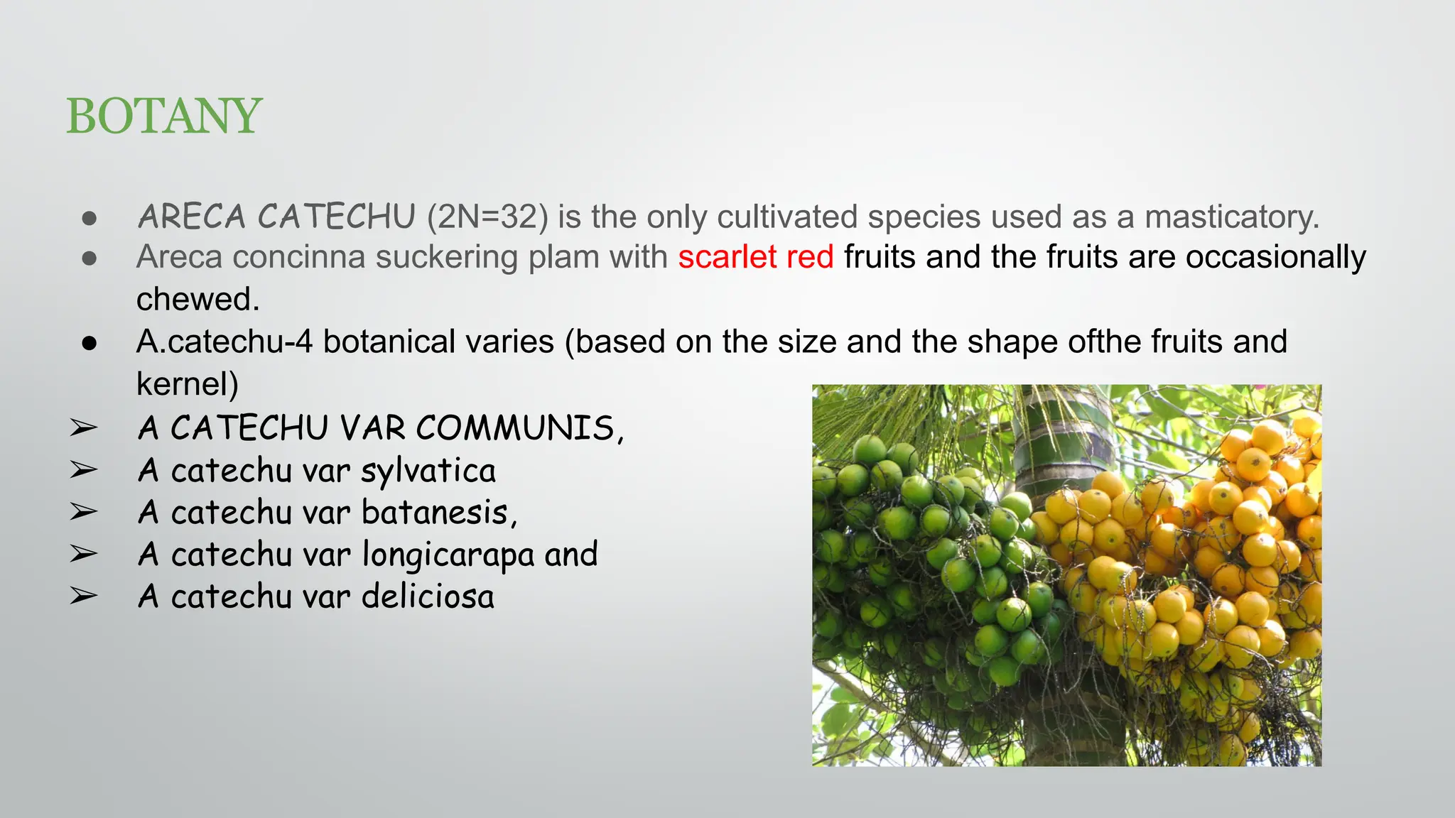 PLANTATION AND ADAPTATION OF ARECA NUT TREE.pdf